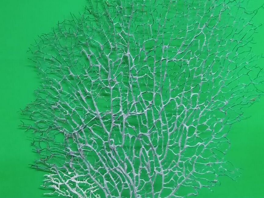 Коралл Горгонария