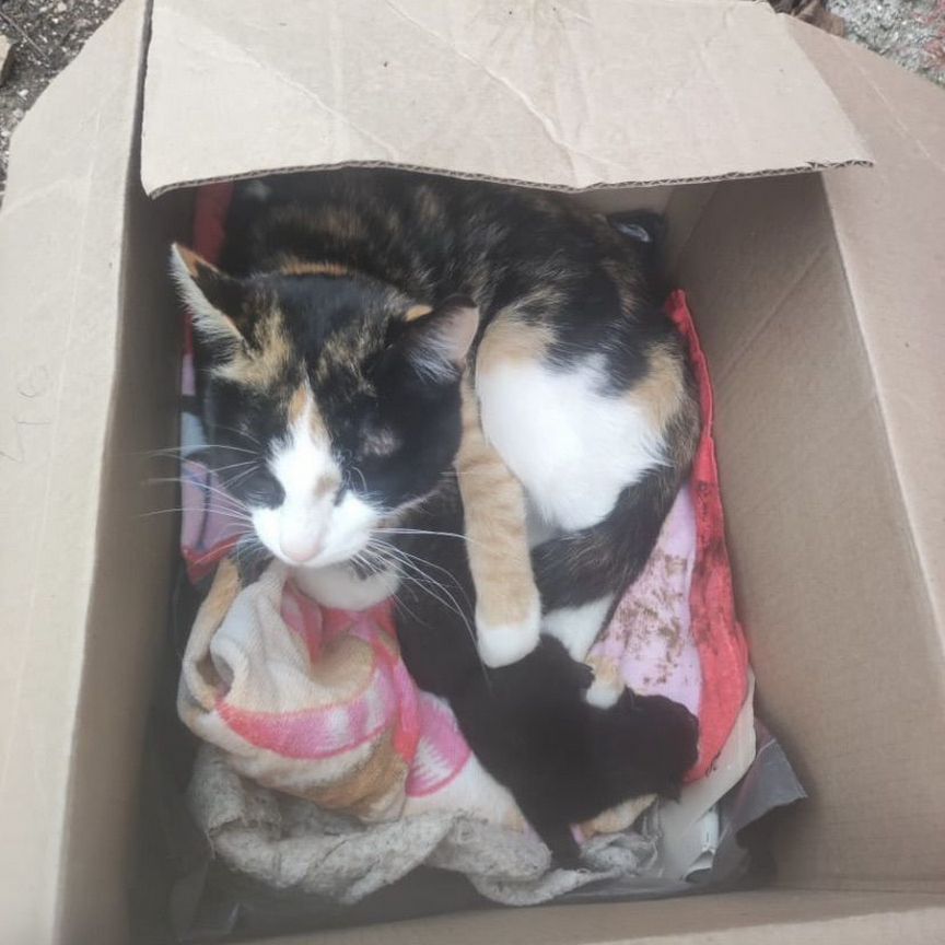 Помогите котятам