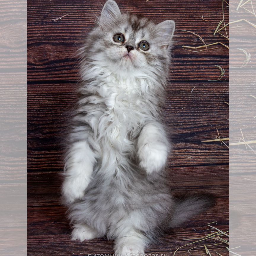 Британские котята