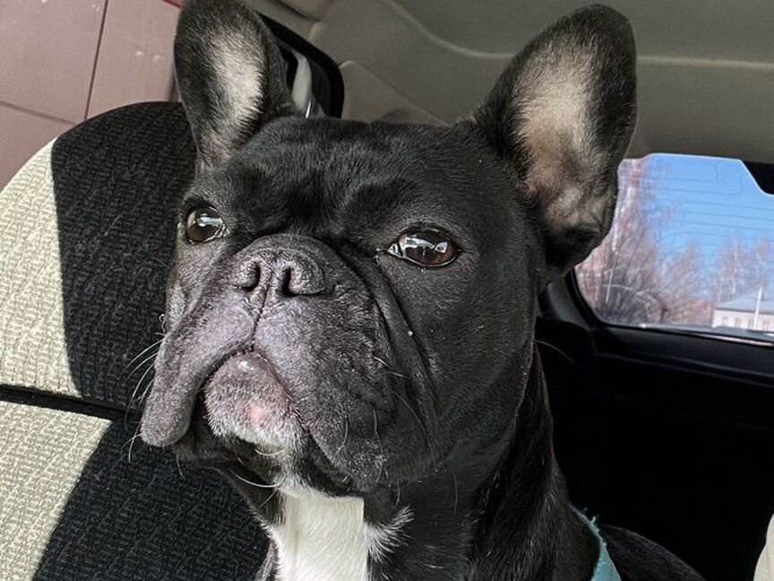 Французский бульдог мини