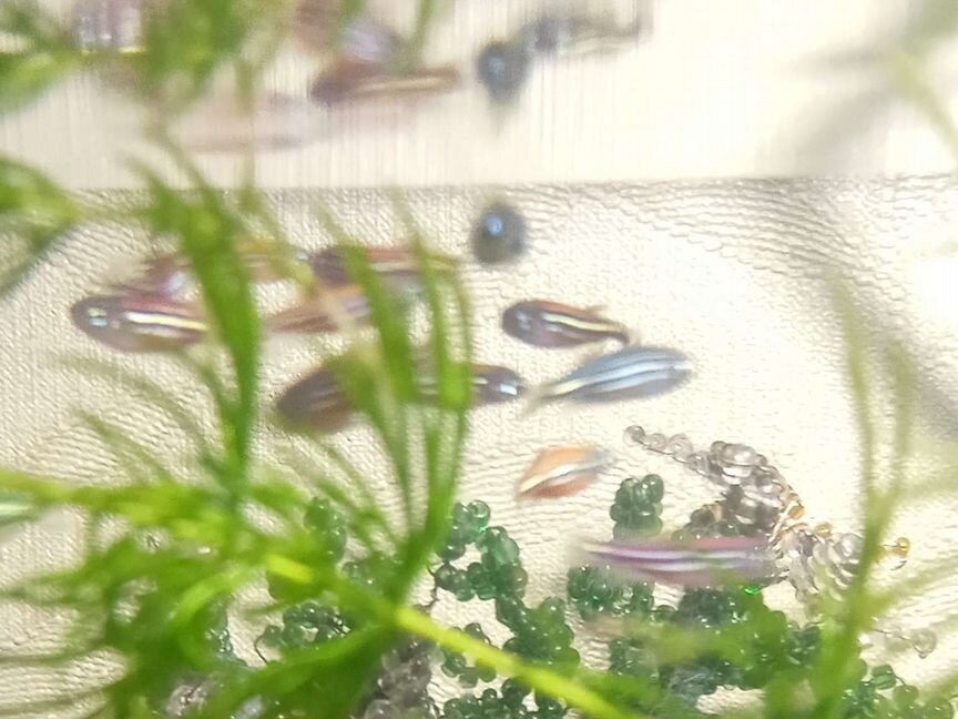 Рыбки данио