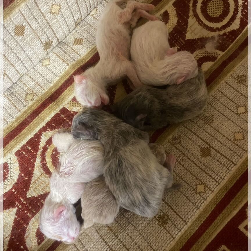 Мейн-кун котёнок