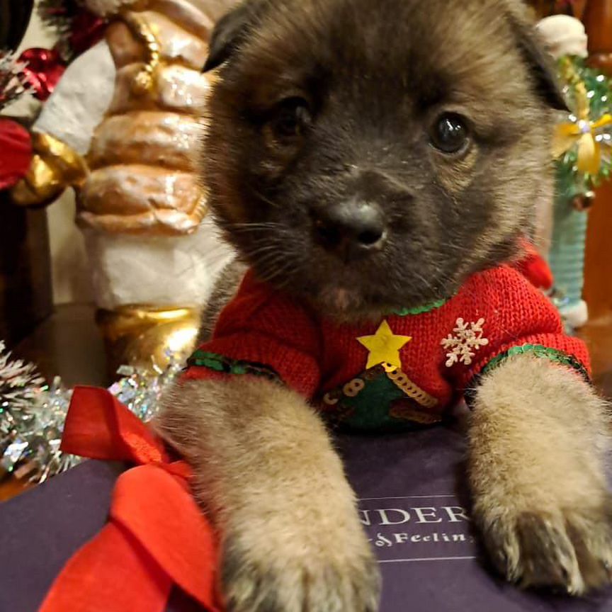 Отдадим в добрые руки маленьких щенят 2 месяца