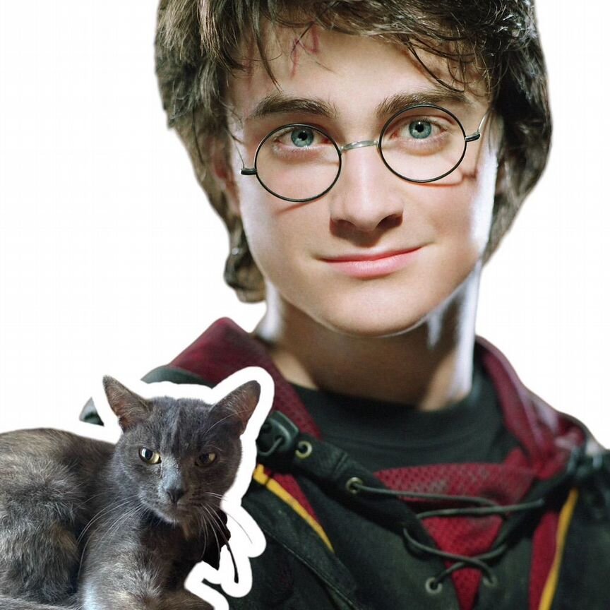 Кошка Гарри Поттера Эшли