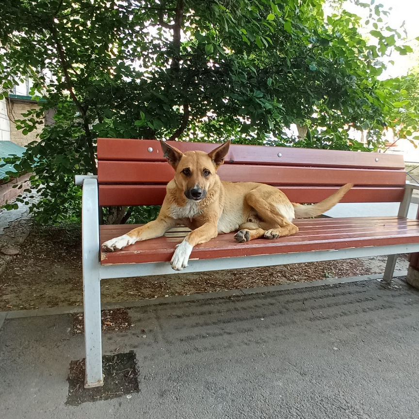 Собака в добрые руки отдам бесплатно