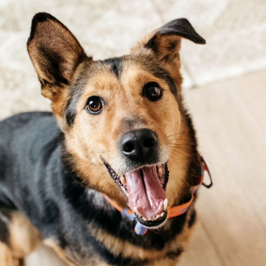 Собака в добрые руки