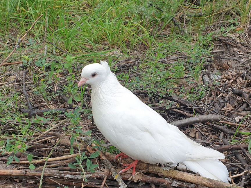 Голубь породистый в хорошие руки
