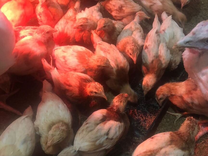 Продам отборка курочек Ломан Браун 1 месяц