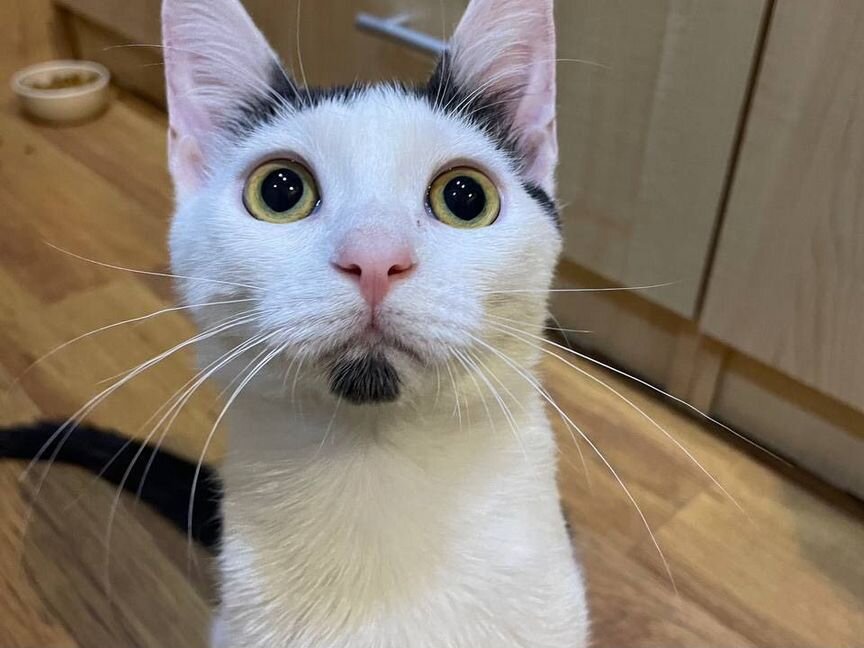 Котенок