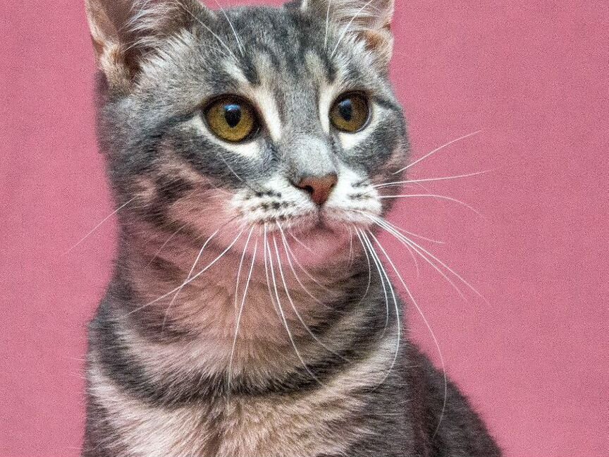Уютный котик в добрые руки
