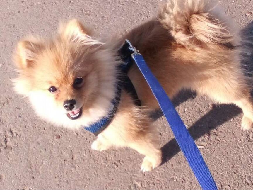 Шпиц на вязку померанский