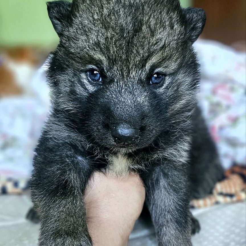 Волчонок