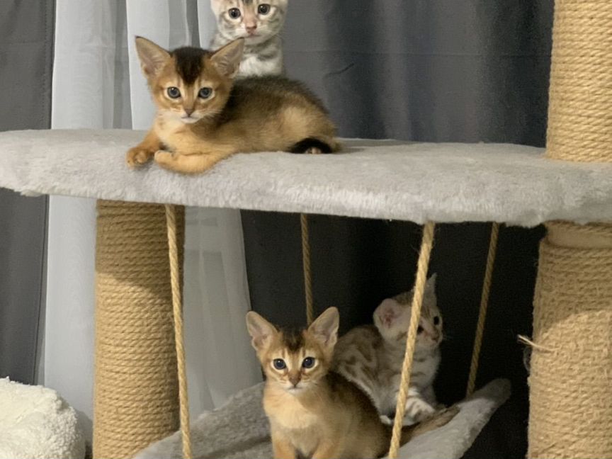 Котятки