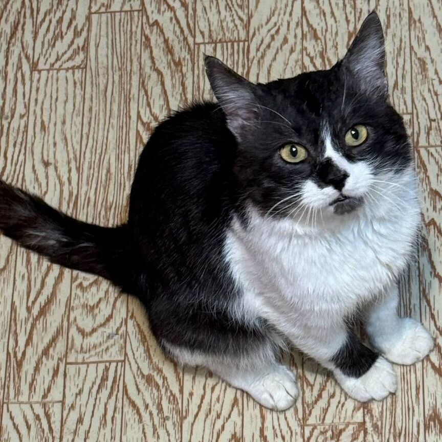 Взрослый кот в добрые руки