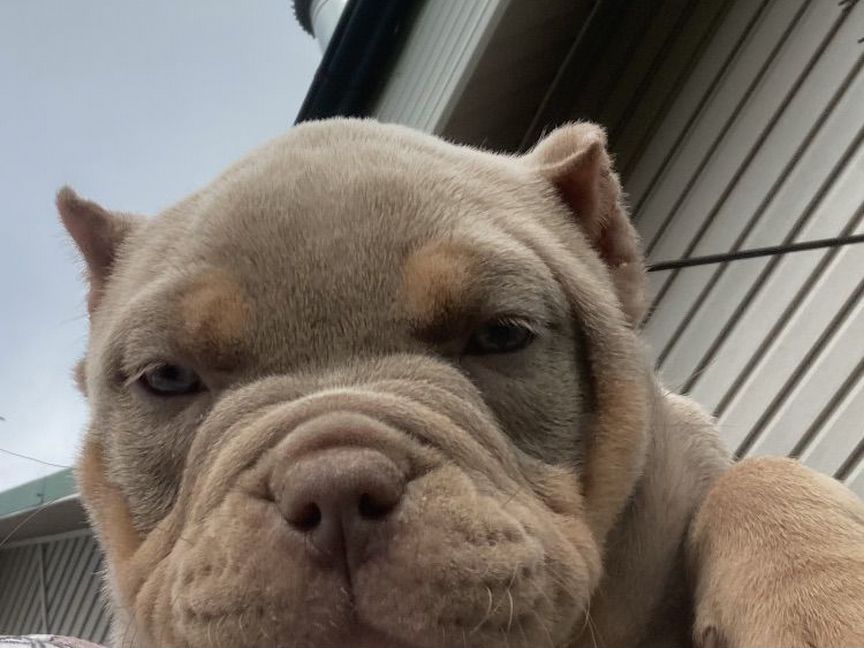 Девочка Американского булли