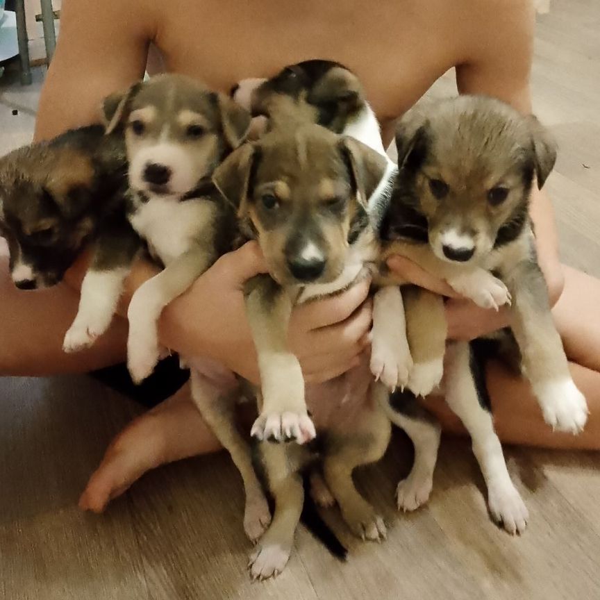 Отдам в добрые руки