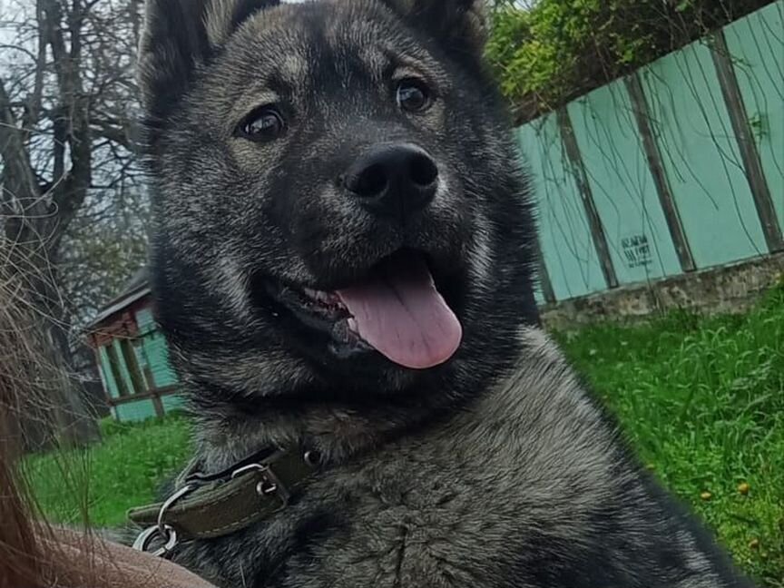 Вязка кобель