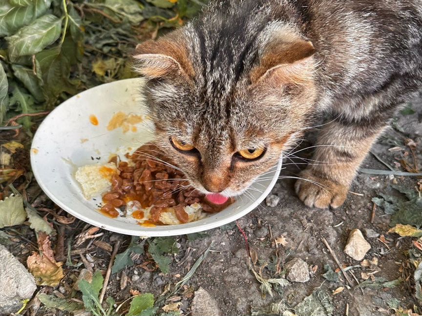 Шотландские