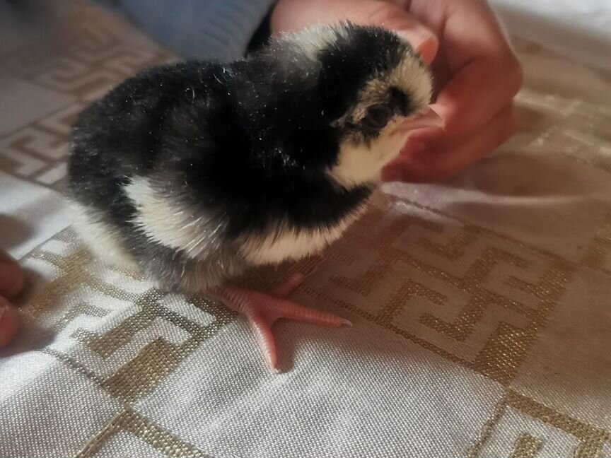 Цыплята суточные несушки