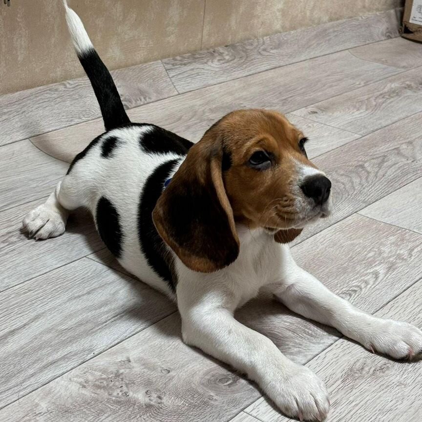 Щенки бигль с документами