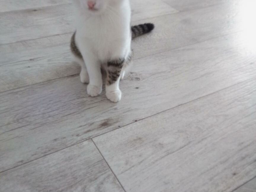 Рыжик котенок