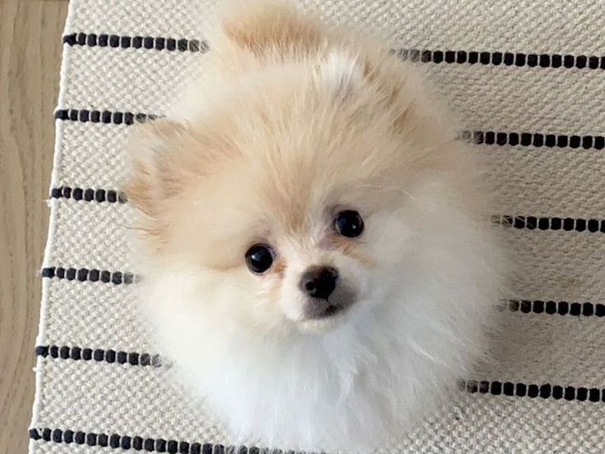 Померанский шпиц мини