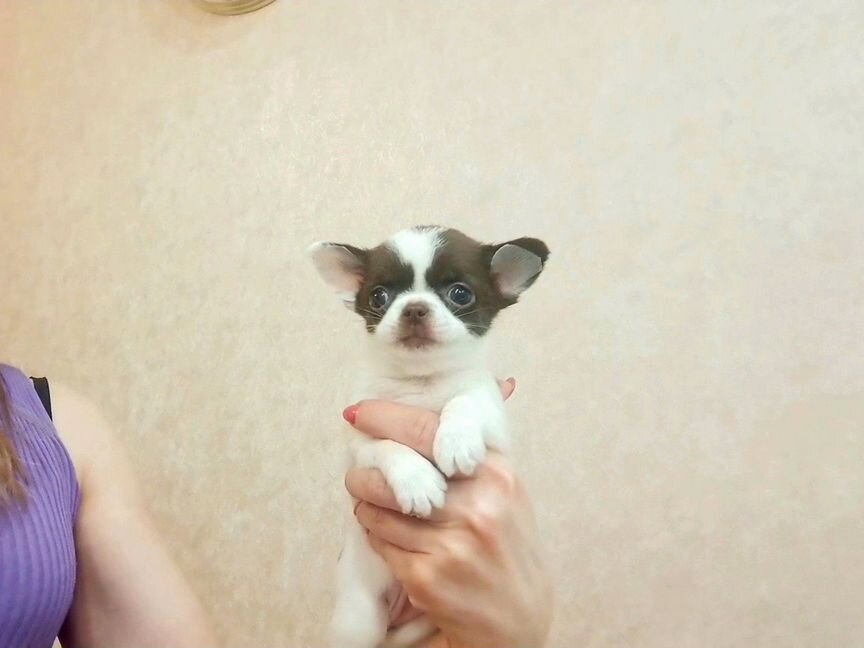 Мини чихуахуа нарядная девочка