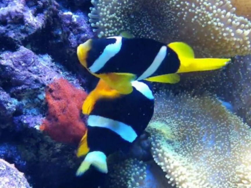 Клоуны кларки шоколадные пара