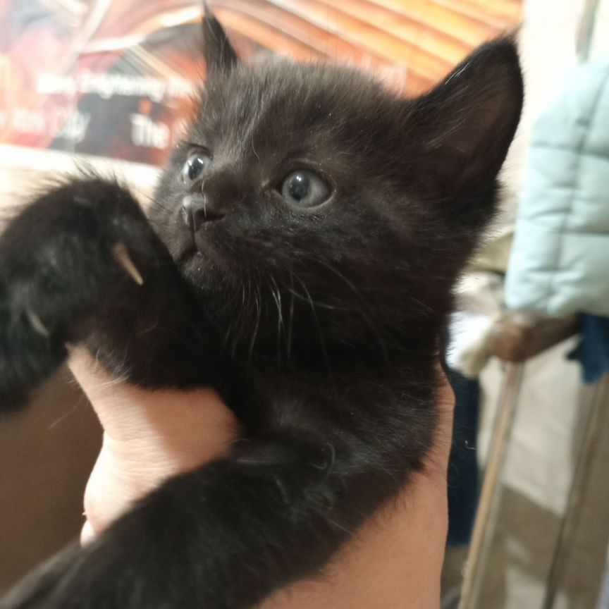 Котёнок в добрые руки