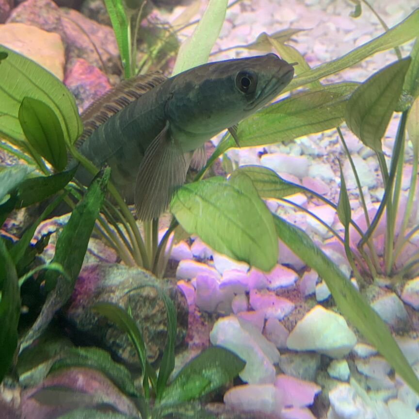 Змееголов императорский