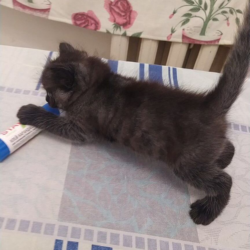 Котята в добрые руки бесплатно