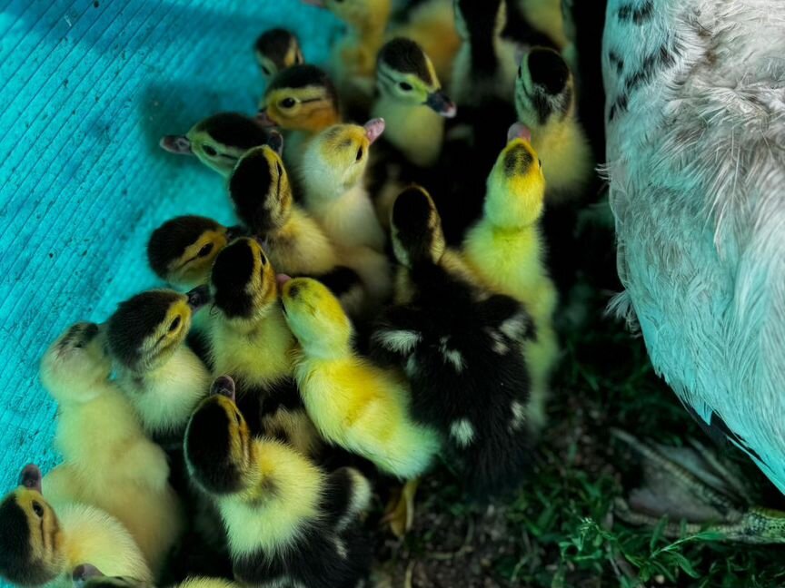 Утята индоутки