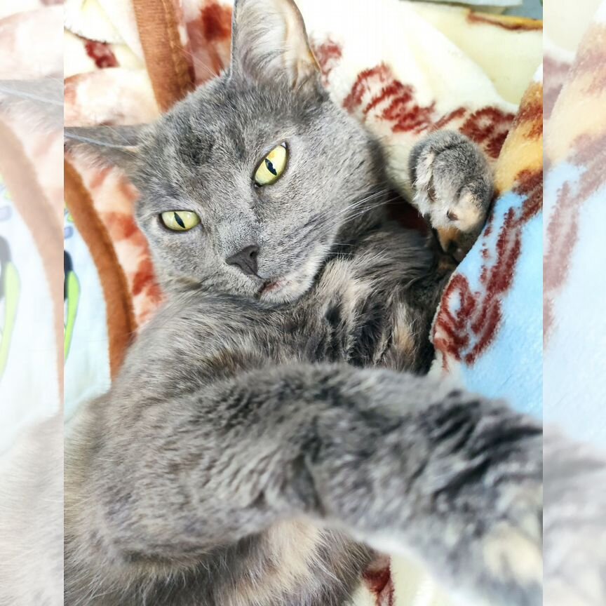 Британская короткошёрстная, взрослая кошка