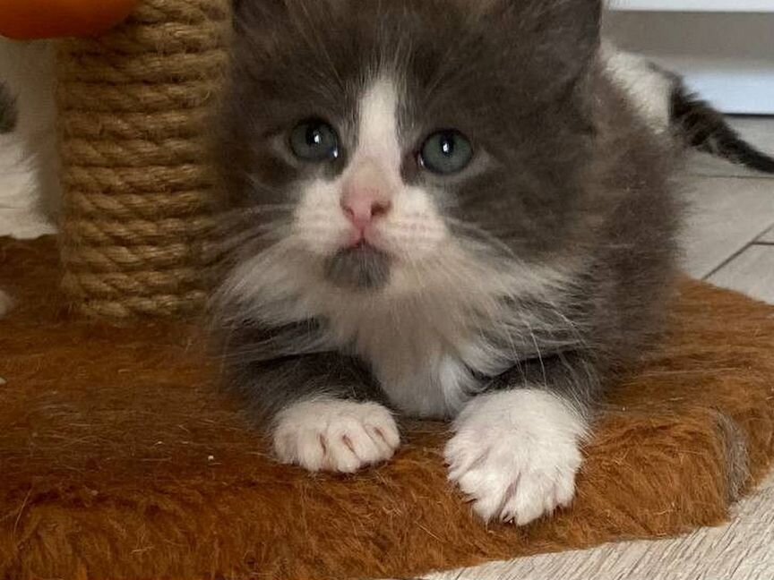 Котенок Женёк ищет домик