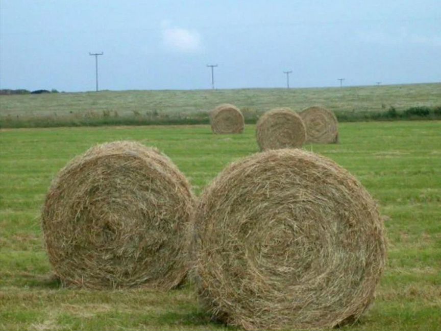Сено в рулонах 2023