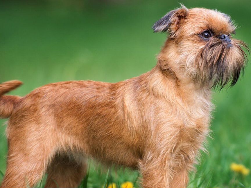 Брюссельский гриффон