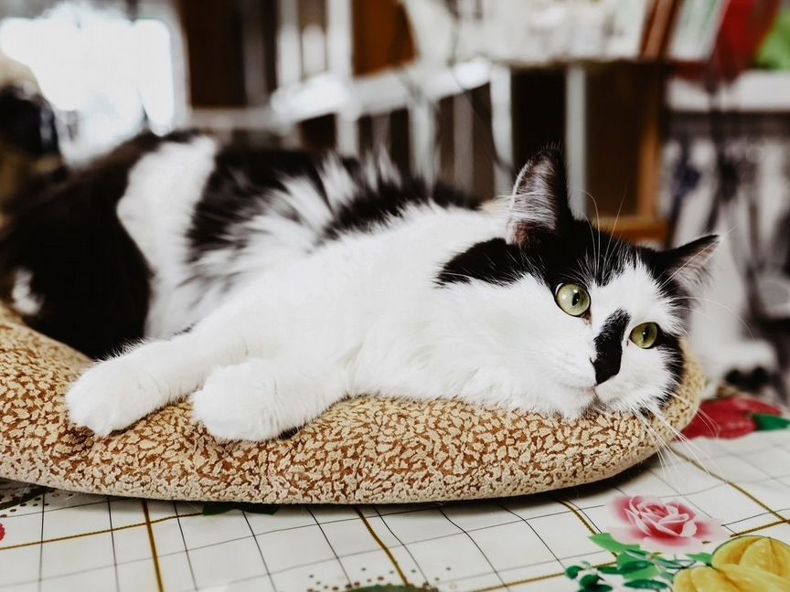 Нюся - чудесная кошка