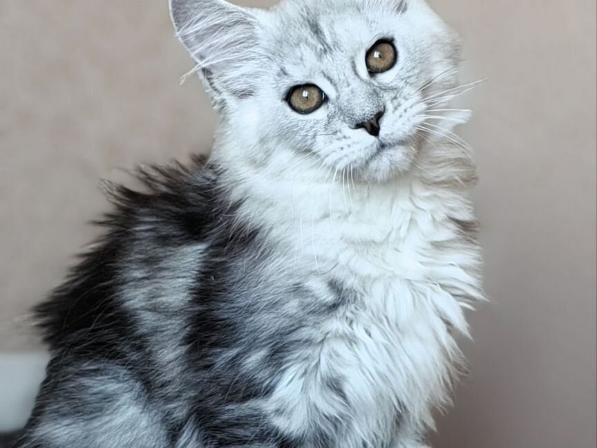 Мейн-кун
