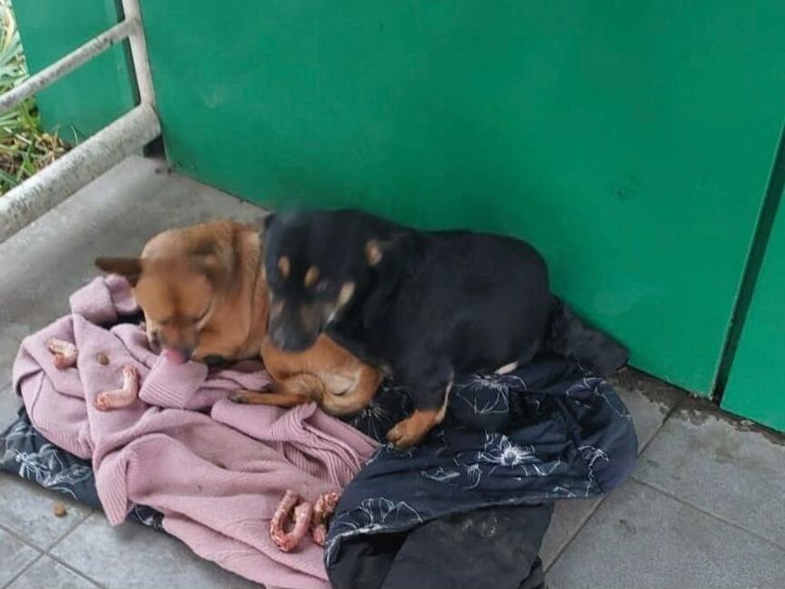 Маленькие собачки в добрые руки