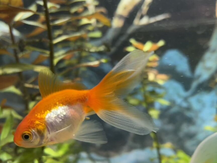 Золотая рыбка вуалехвост