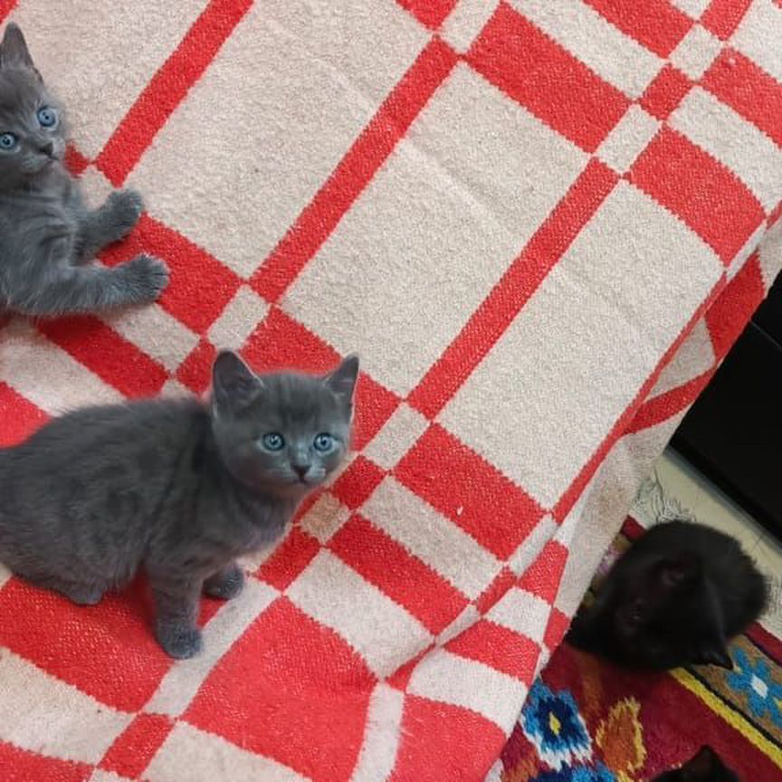Котятки в добрые руки