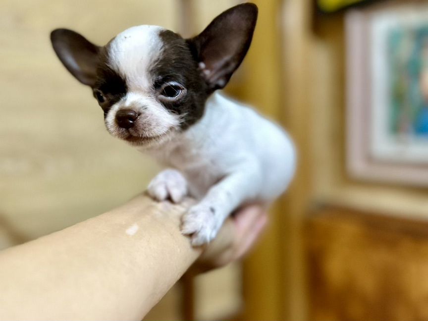 Чихуахуа мини мальчики