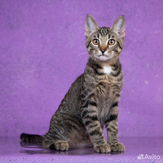Меховой моторчик Тошка, котенок 4 мес. в дар