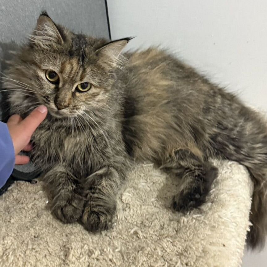 Взрослая кошка в добрые руки