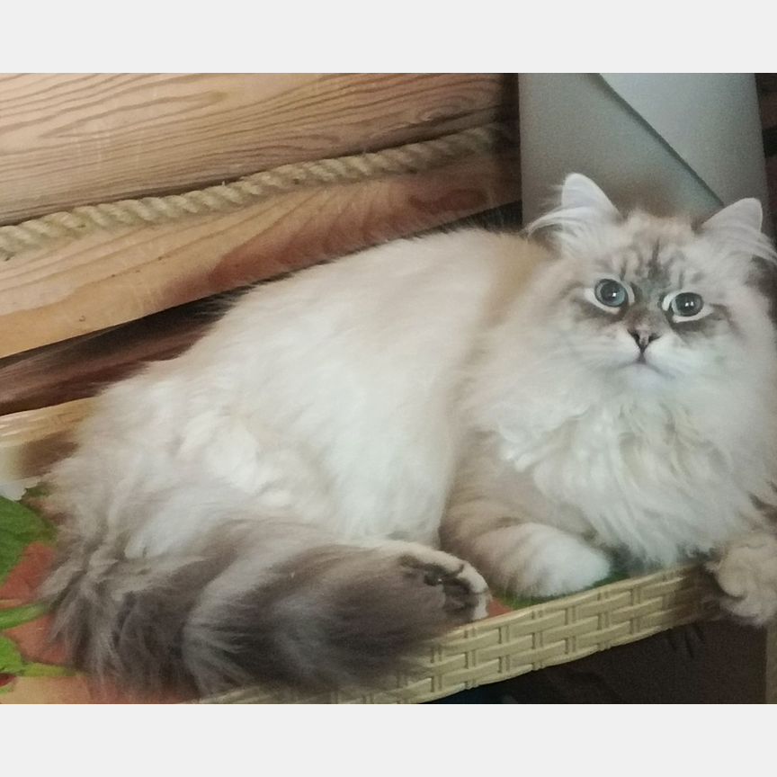 Красивый невский котик