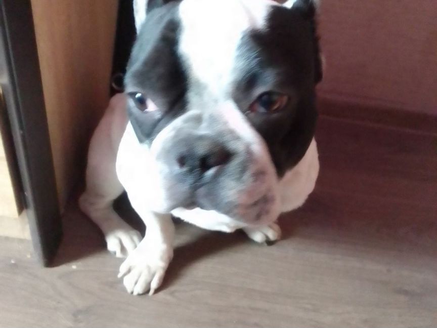 Французский бульдог 1 год