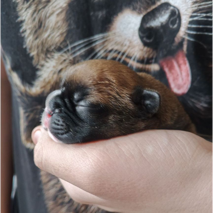 Французский бульдог, щенок