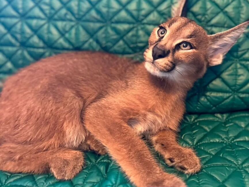 Котенок каракет