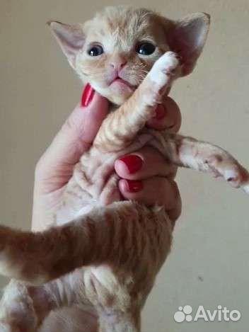 Котята девон-рекс