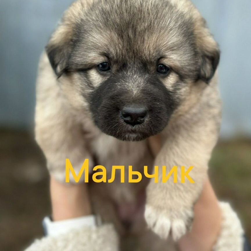 Девочка полукровка